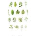 Watercolor Herbs Clipart, Green Line Art & Botanical Illustrations ...
