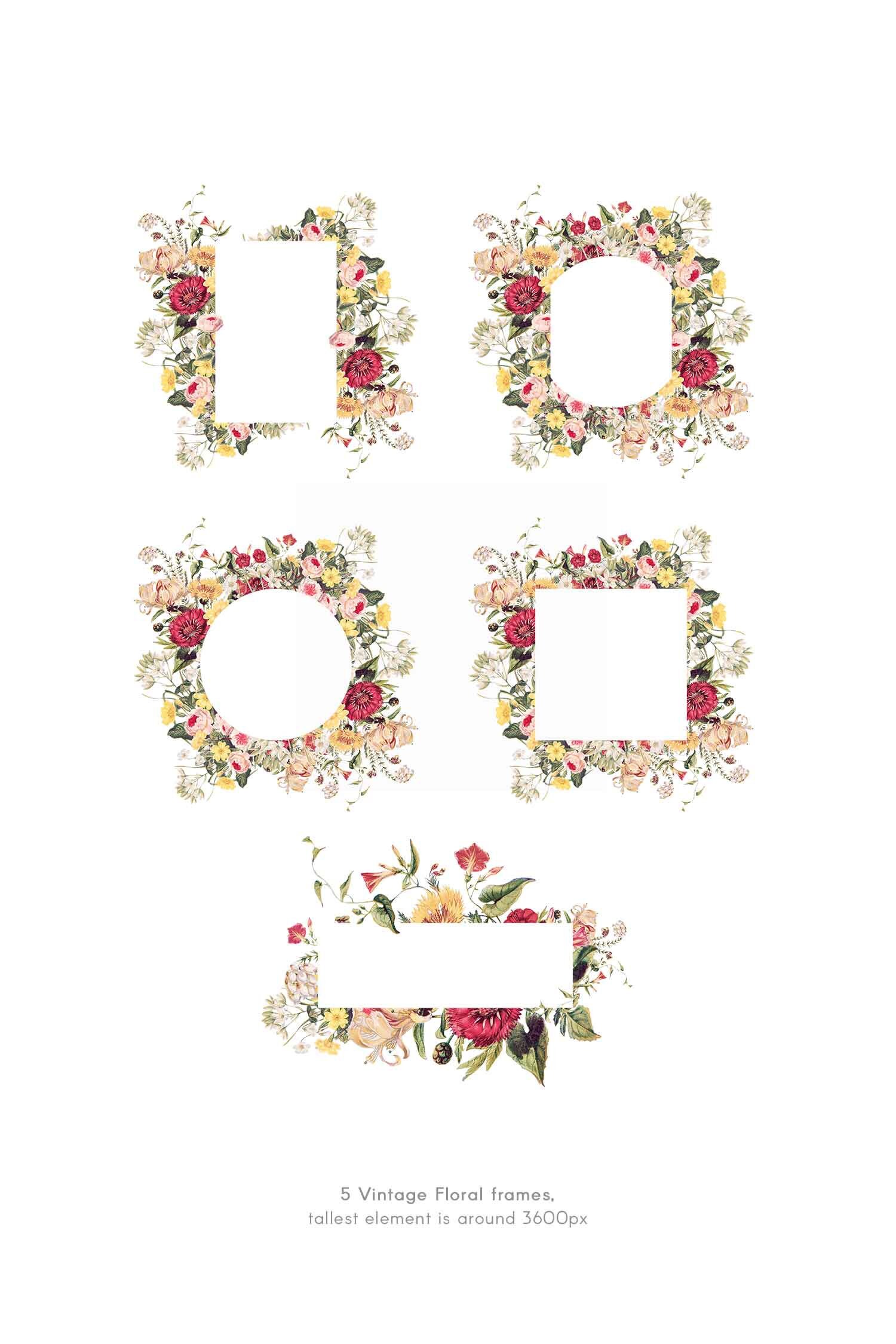 Vintage Floral Frames Clip Art, PNG Botanical Illustrations, Wedding ...