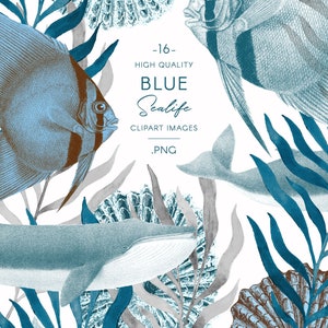 Blue Fish & Sea Life Clip Art Set, Vintage Marine Illustrations ...