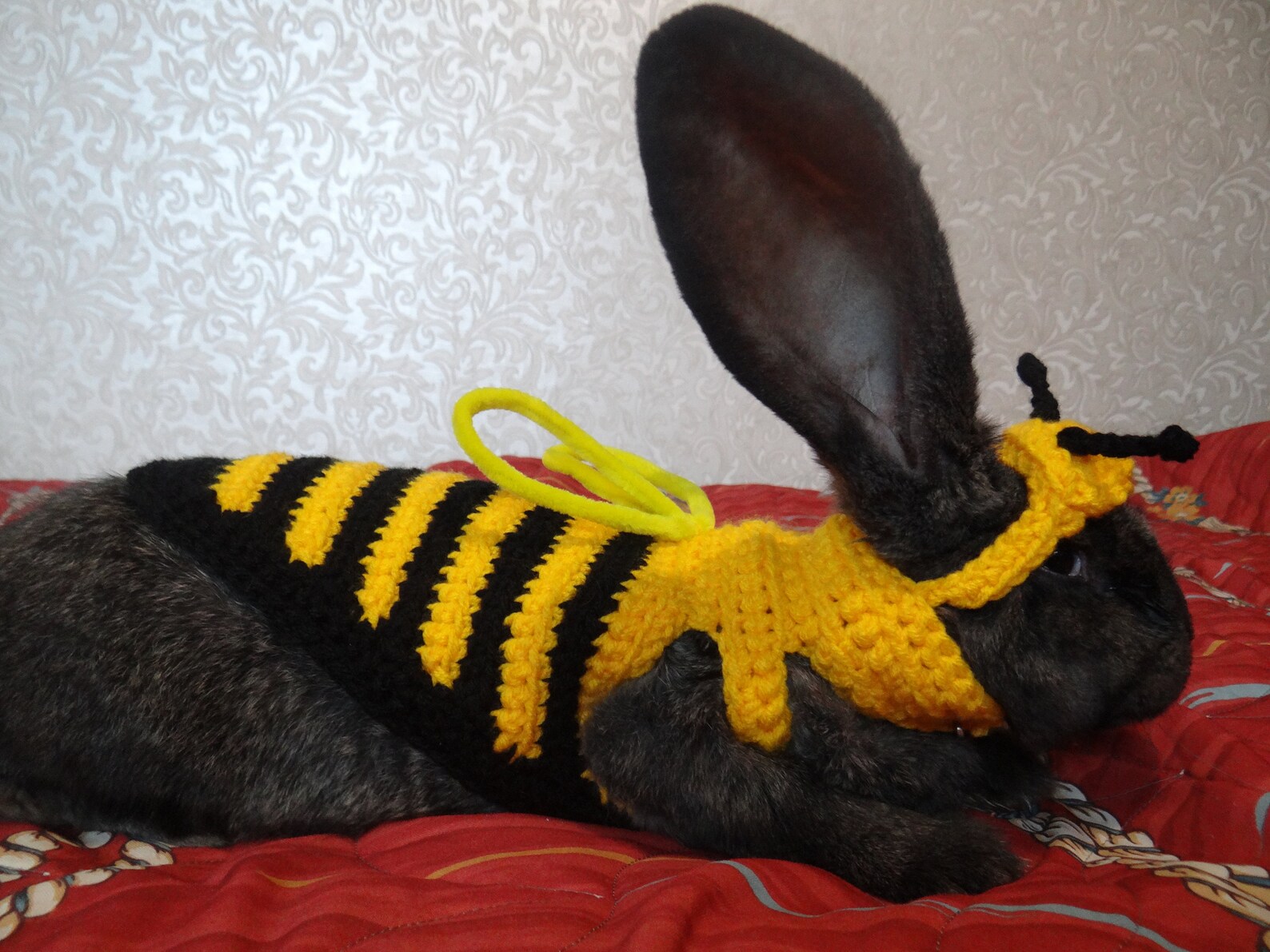 Pet Rabbit Costume Bee Costume for Guinea Pig Clothes for | Etsy