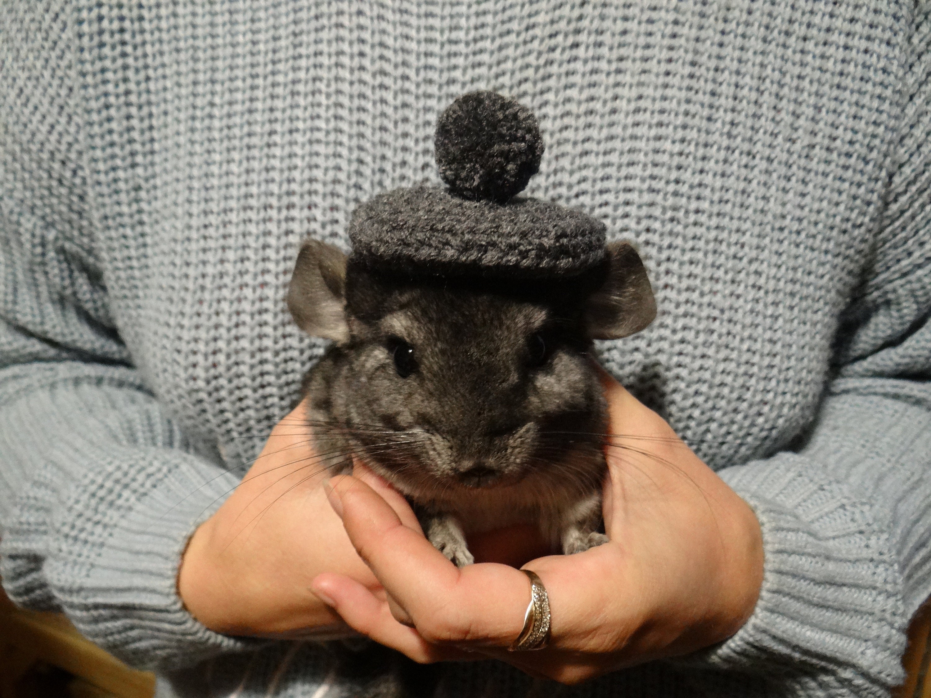 Hamsters With Hats