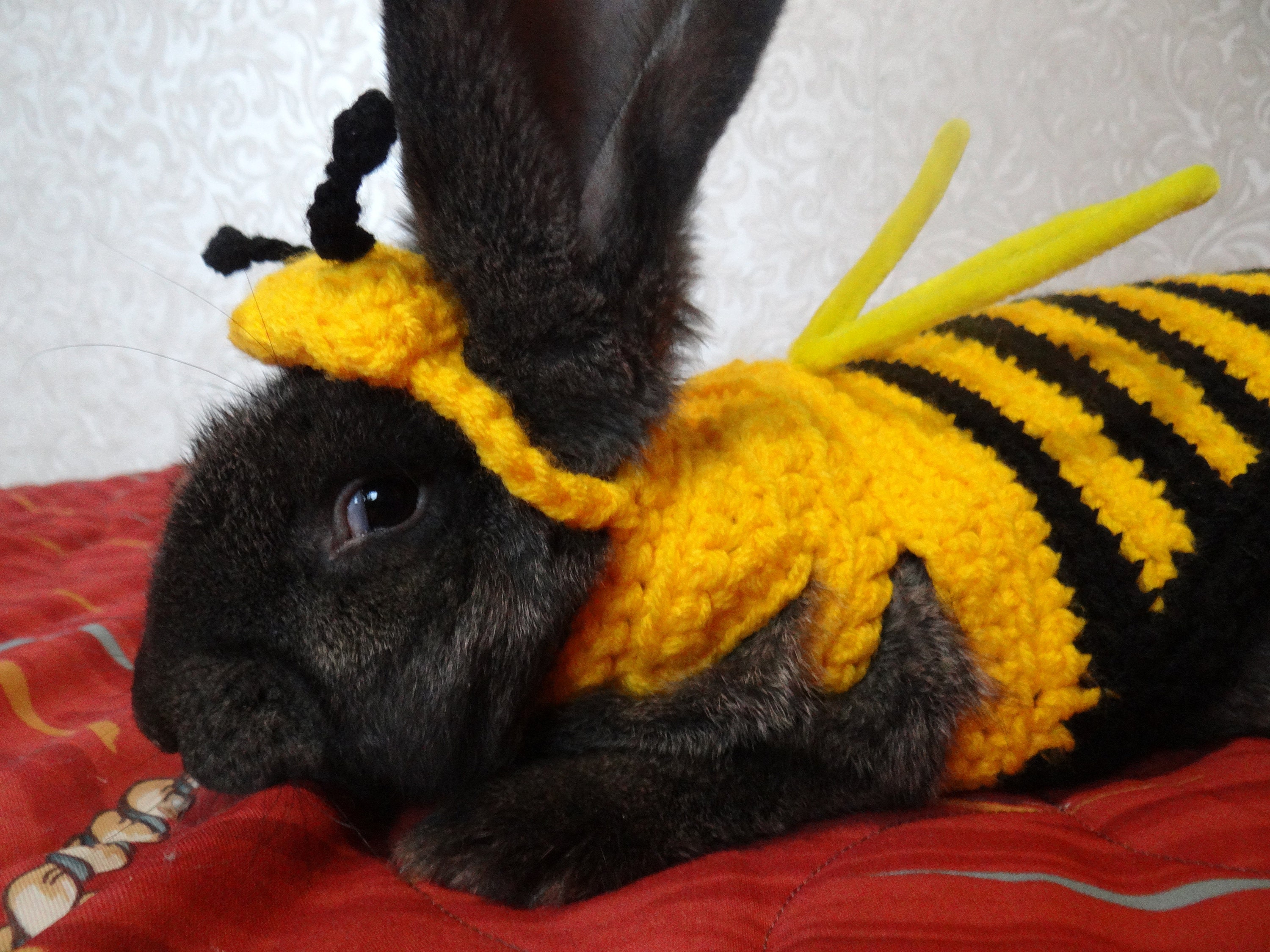 Pet rabbit costume bee costume for guinea pig clothes for | Etsy
