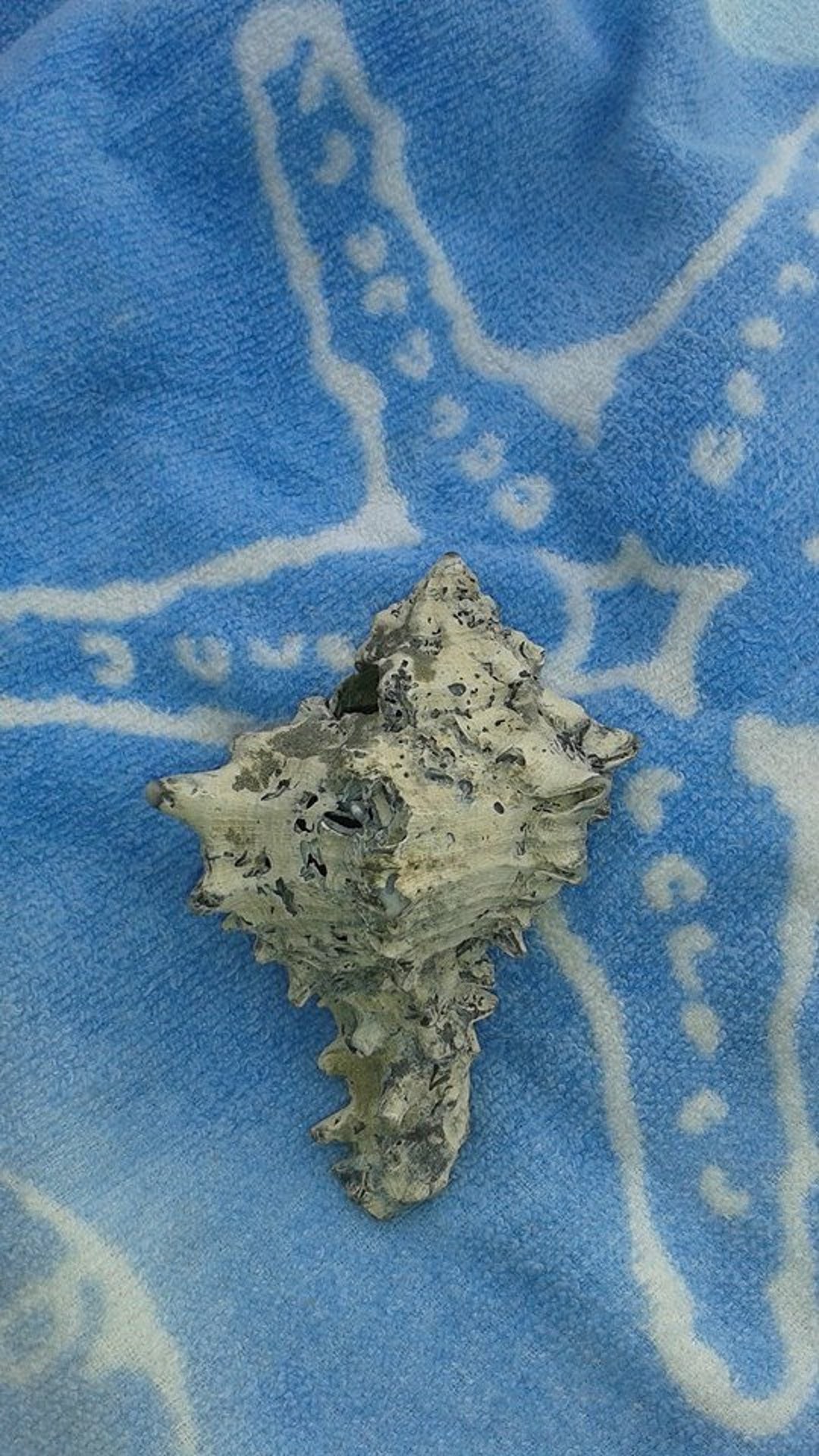 Beach Treasure Found on the Atlantic Shore in the Florida Keys - Etsy