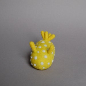 Phyllidia Flava Species of Sea Slug Dorid Nudibranch Sea Slug Wool ...