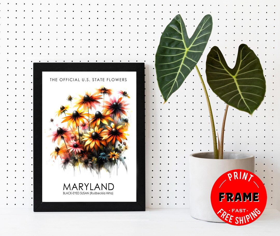 Maryland State Flower (black-eyed Susan) Framed Poster, Maryland ...