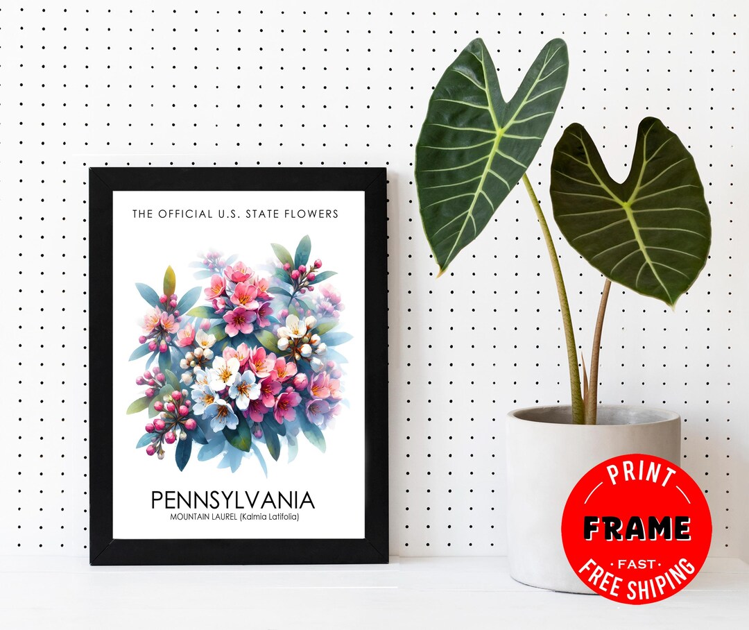 Pennsylvania State Flower (mountain Laurel) Framed Poster, Pennsylvania ...