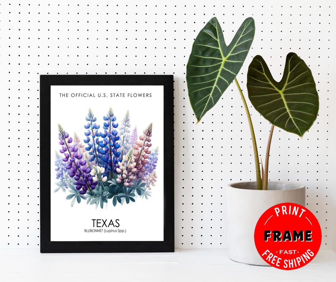 Texas State Flower (bluebonnet) Framed Poster, Texas Offical State ...