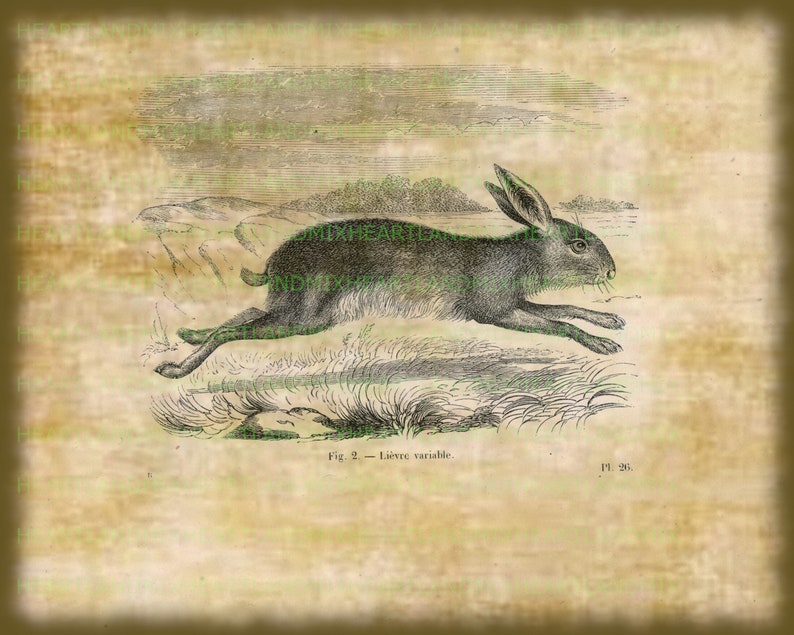 Vintage Hare Rabbit Illustration Wall Art - Etsy