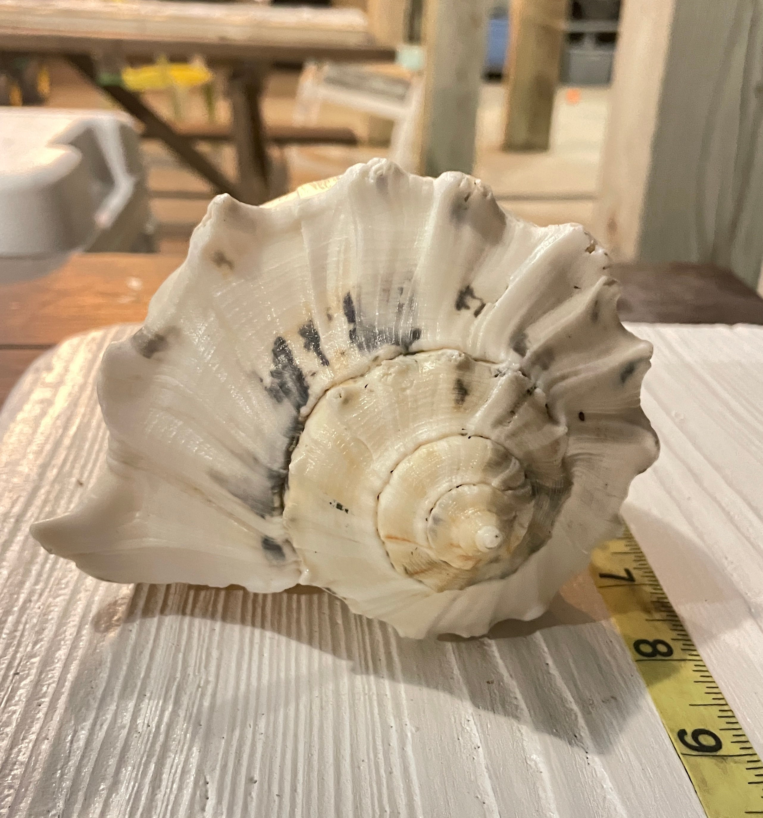 9 Inch Lightning Whelk - Etsy