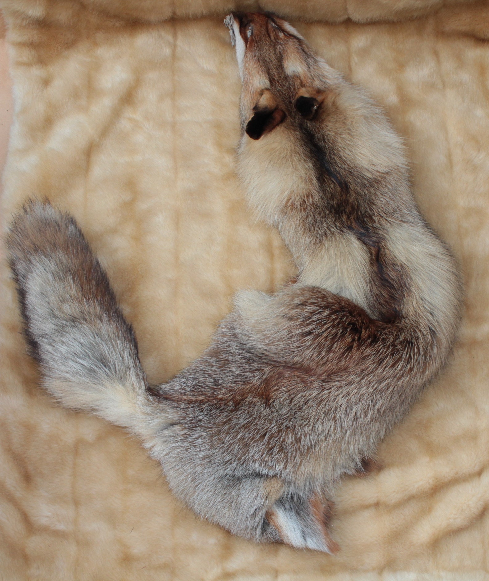 Red fox fur / fox hide / foxskin / fox pelt / real fox fur / | Etsy