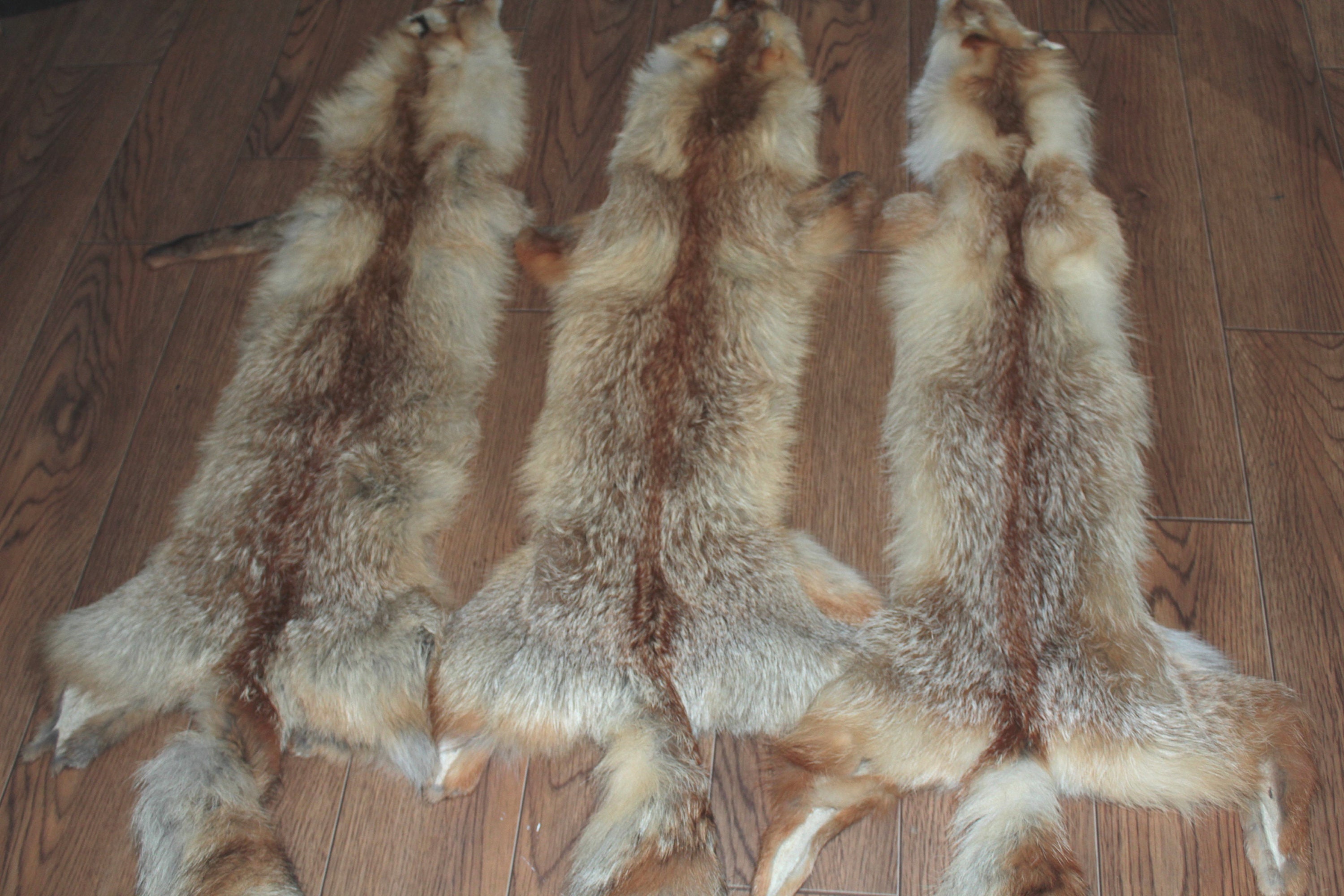 Red Fox Fur / Fox Hide / Foxskin / Fox Pelt / Real Fox Fur / | Etsy UK