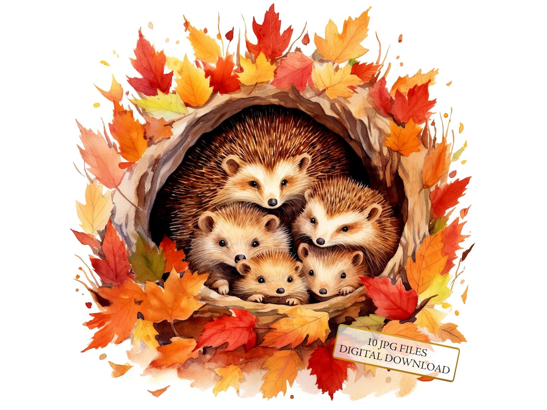 Hedgehog Family Nestled Together Clipart Bundle- 10 High Quality ...