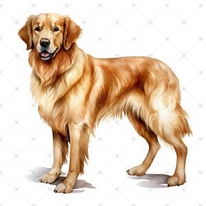 Golden Retriever Dog Clipart Bundle 10 High Quality Watercolor Jpgs Pet ...