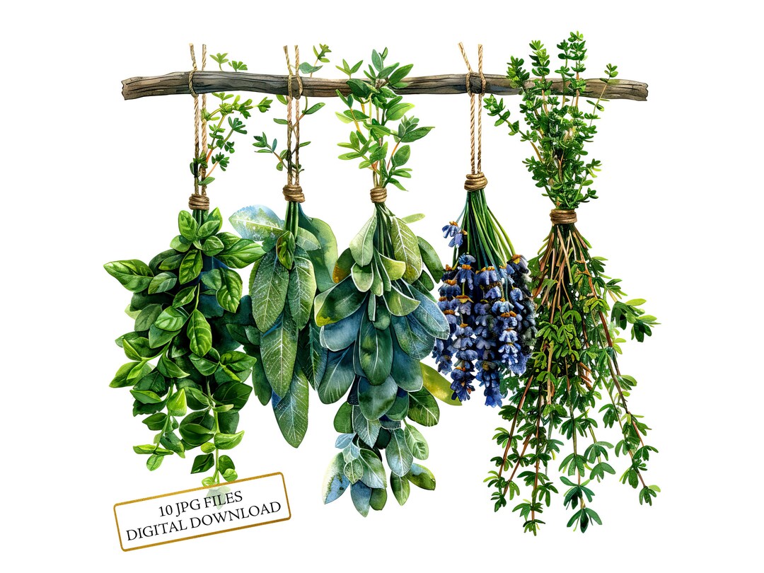 Hanging Kitchen Herbs Clipart Bundle- 10 High Quality Watercolor Jpgs ...
