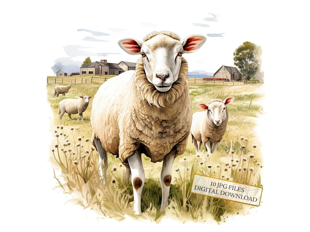 Sheep on Farm Clipart Bundle- 10 High Quality Watercolor Jpgs- Animal ...