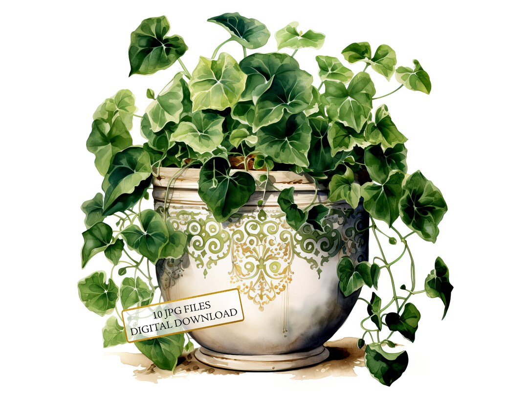 Ivy in Flower Pot Clipart Bundle- 10 High Quality Watercolor Jpgs ...