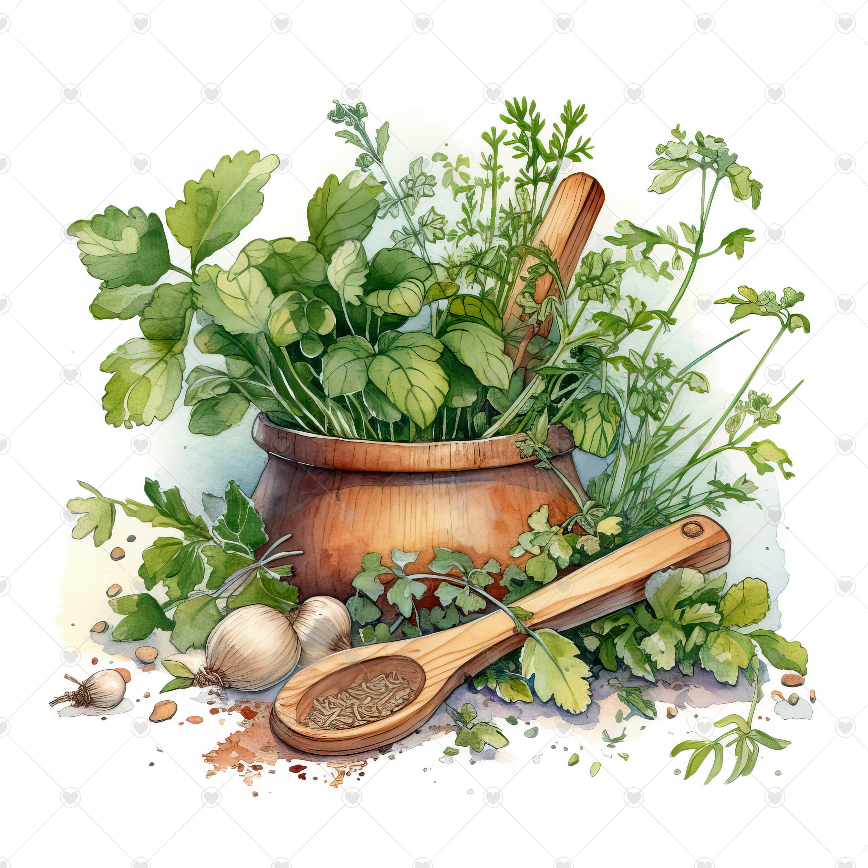 Kitchen Herbs Clipart Bundle 10 High Quality Watercolor Jpgs - Etsy