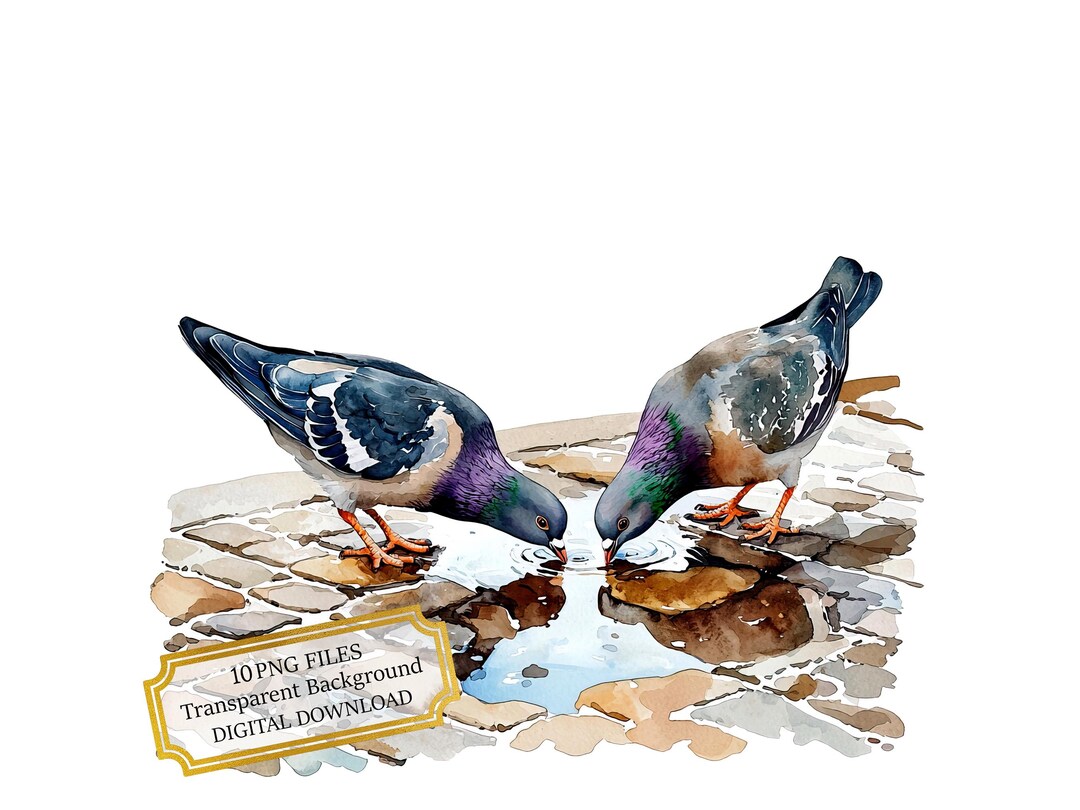 Pigeons Drinking From Rain Puddle on Cobblestone PNG Clipart Bundle ...
