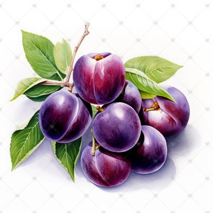 Plums Clipart Bundle 10 High Quality Watercolor Jpgs Fruit Art ...