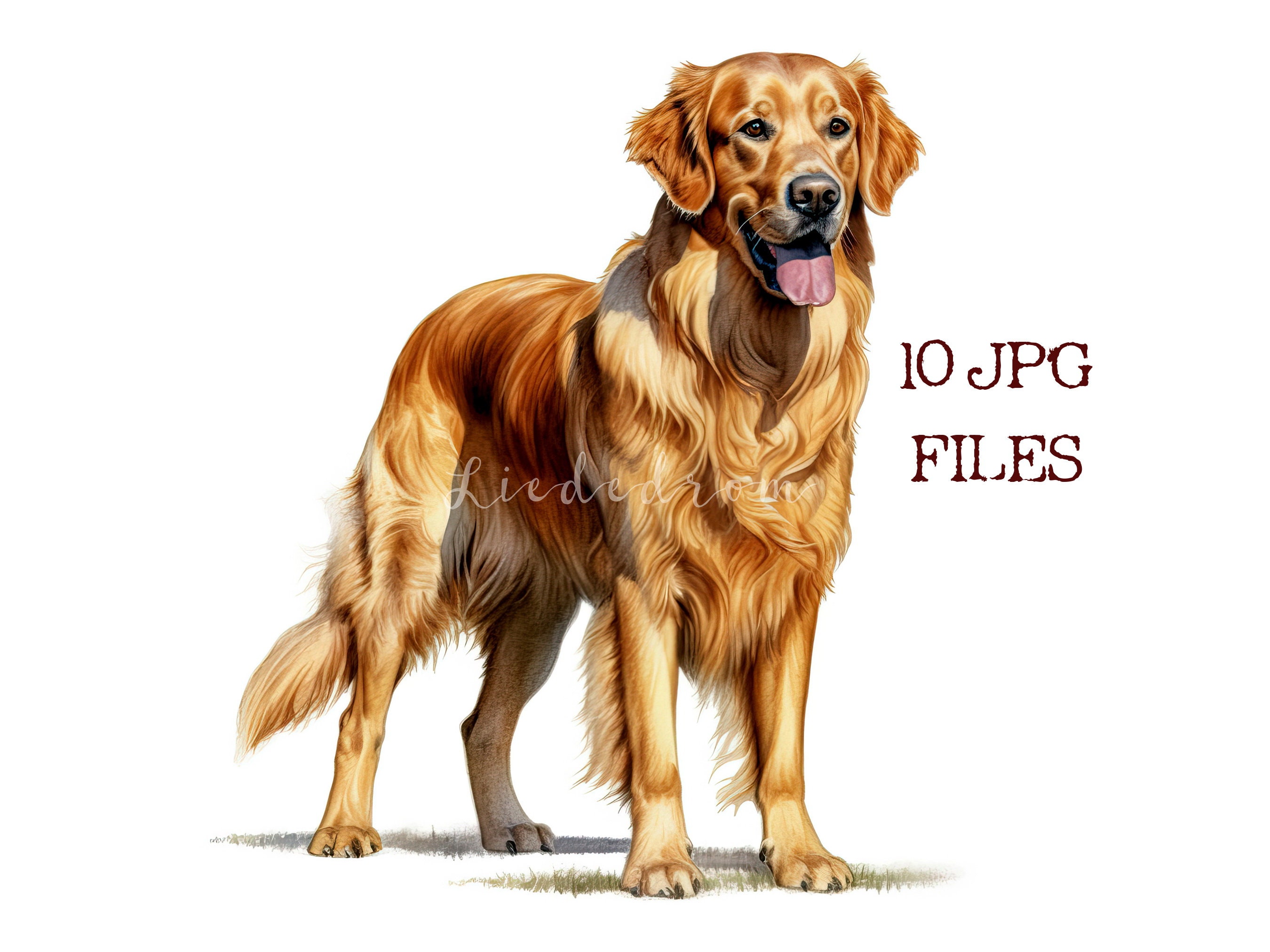 Golden Retriever Dog Clipart Bundle 10 High Quality - Etsy