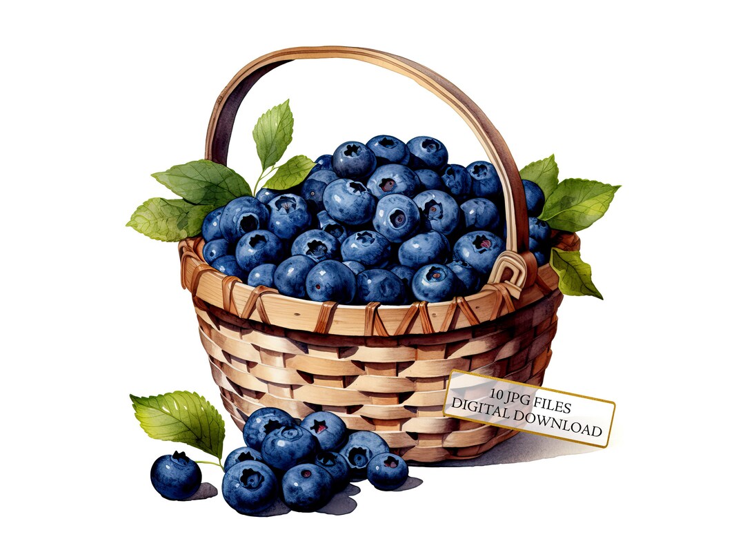 Blueberry Basket Clipart Bundle- 10 High Quality Watercolor Jpgs- Food ...