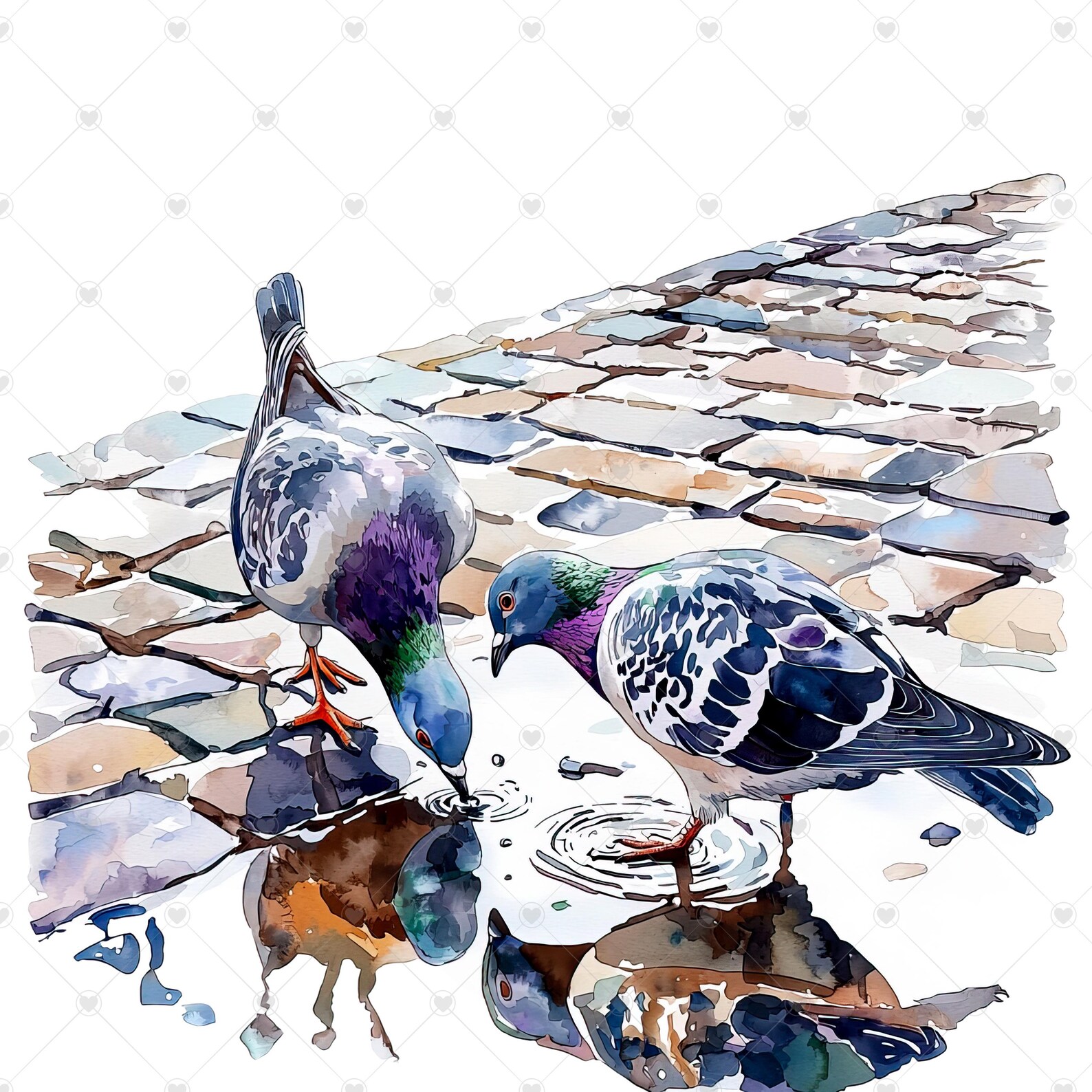 Pigeons Drinking From Rain Puddle on Cobblestone PNG Clipart Bundle ...