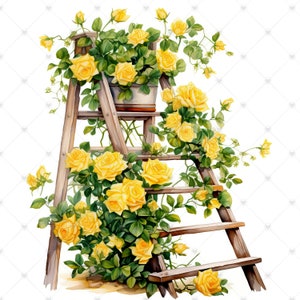 Wooden Step Ladder With Yellow Roses Clipart Bundle 10 High Quality ...