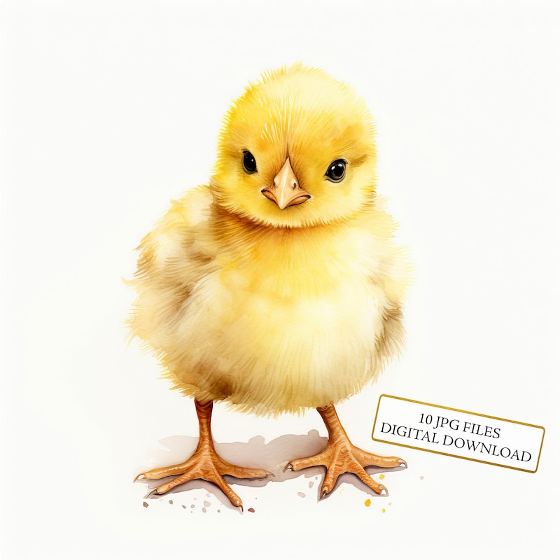 Baby Chicks Drawing - Etsy UK