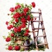 Wooden Step Ladder With Red Roses Clipart Bundle 10 High Quality ...