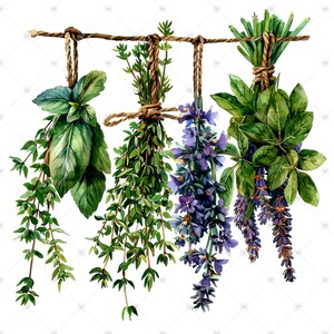 Hanging Kitchen Herbs Clipart Bundle- 10 High Quality Watercolor Jpgs ...