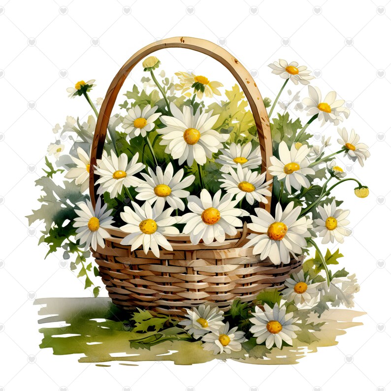 Daisy Basket Clipart Bundle 10 High Quality Watercolor Jpgs - Etsy