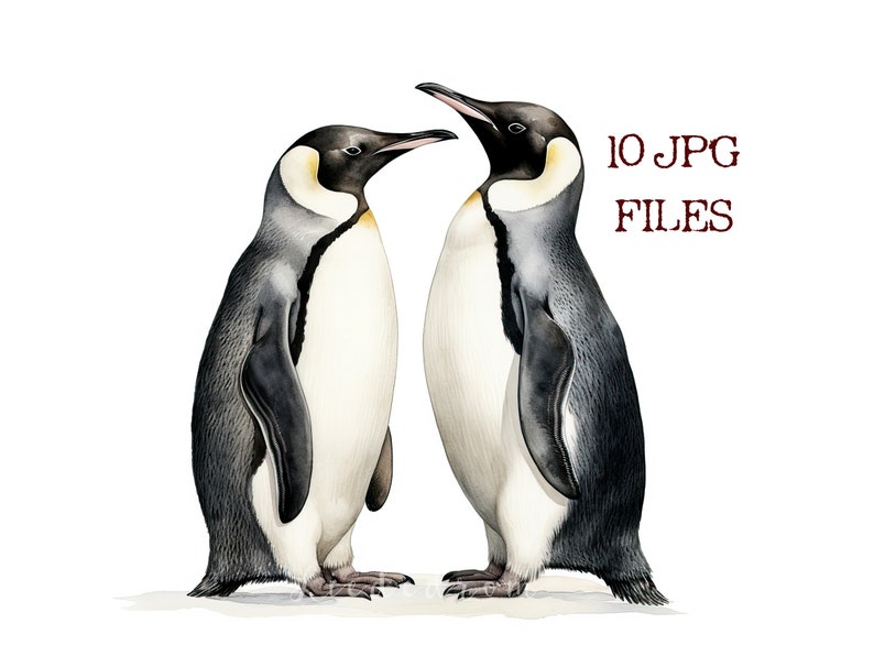 Penguin Couple in Love Clipart Bundle 10 High Quality - Etsy