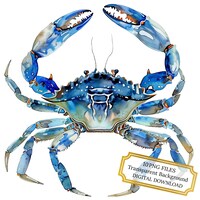 Crab Clipart, Rainbow Hermit Crab Clipart, Beach Clipart, Summer ...