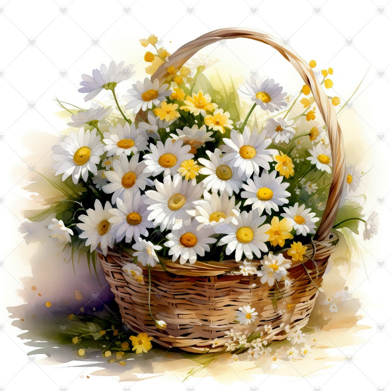 Daisy Basket Clipart Bundle 10 High Quality Watercolor Jpgs - Etsy