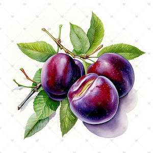 Plums Clipart Bundle 10 High Quality Watercolor Jpgs Fruit Art ...