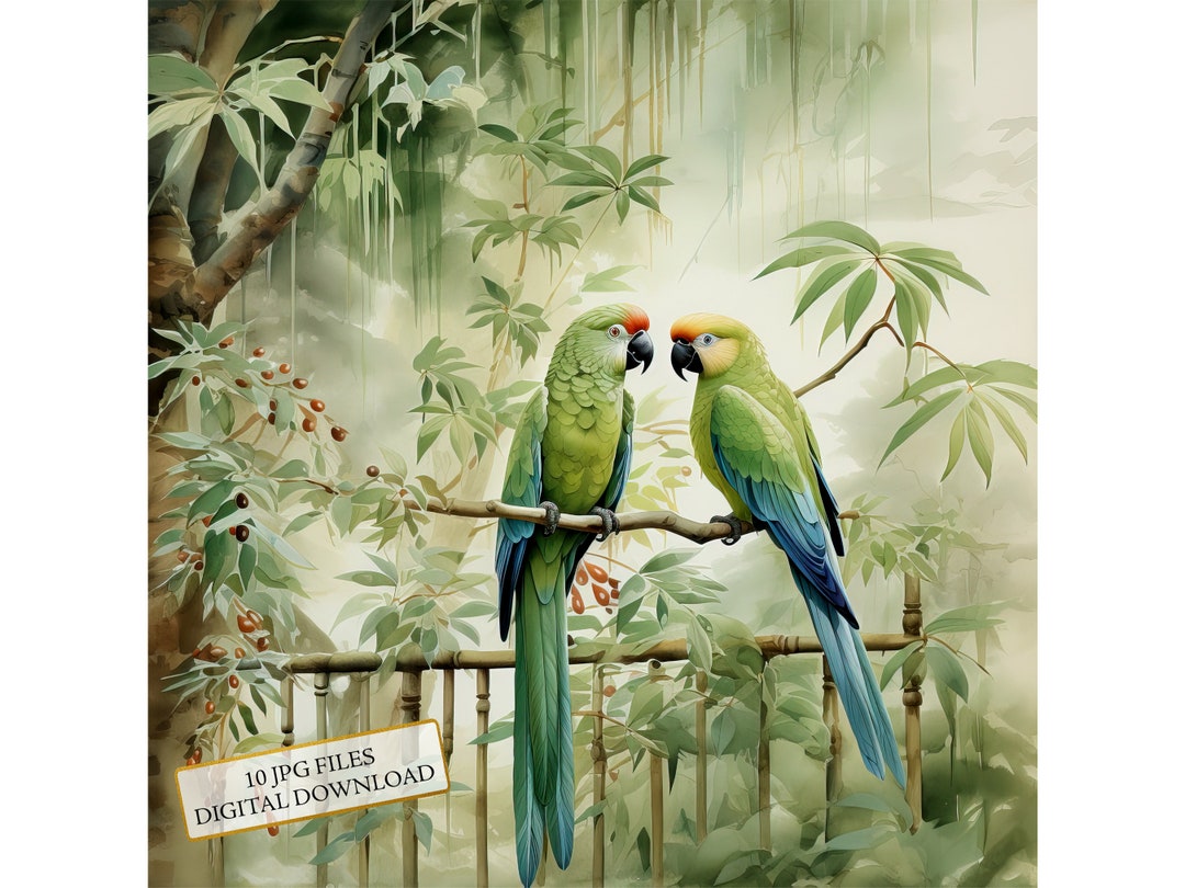 Parrots in a Bamboo Enclosure JPG Clipart Bundle- Digital Download - Etsy