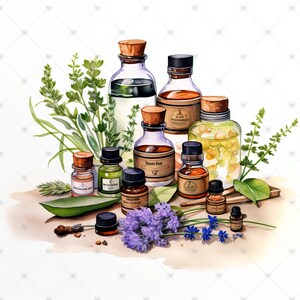 Essential Oils With Herbs Clipart Bundle- 10 High Quality Watercolor ...