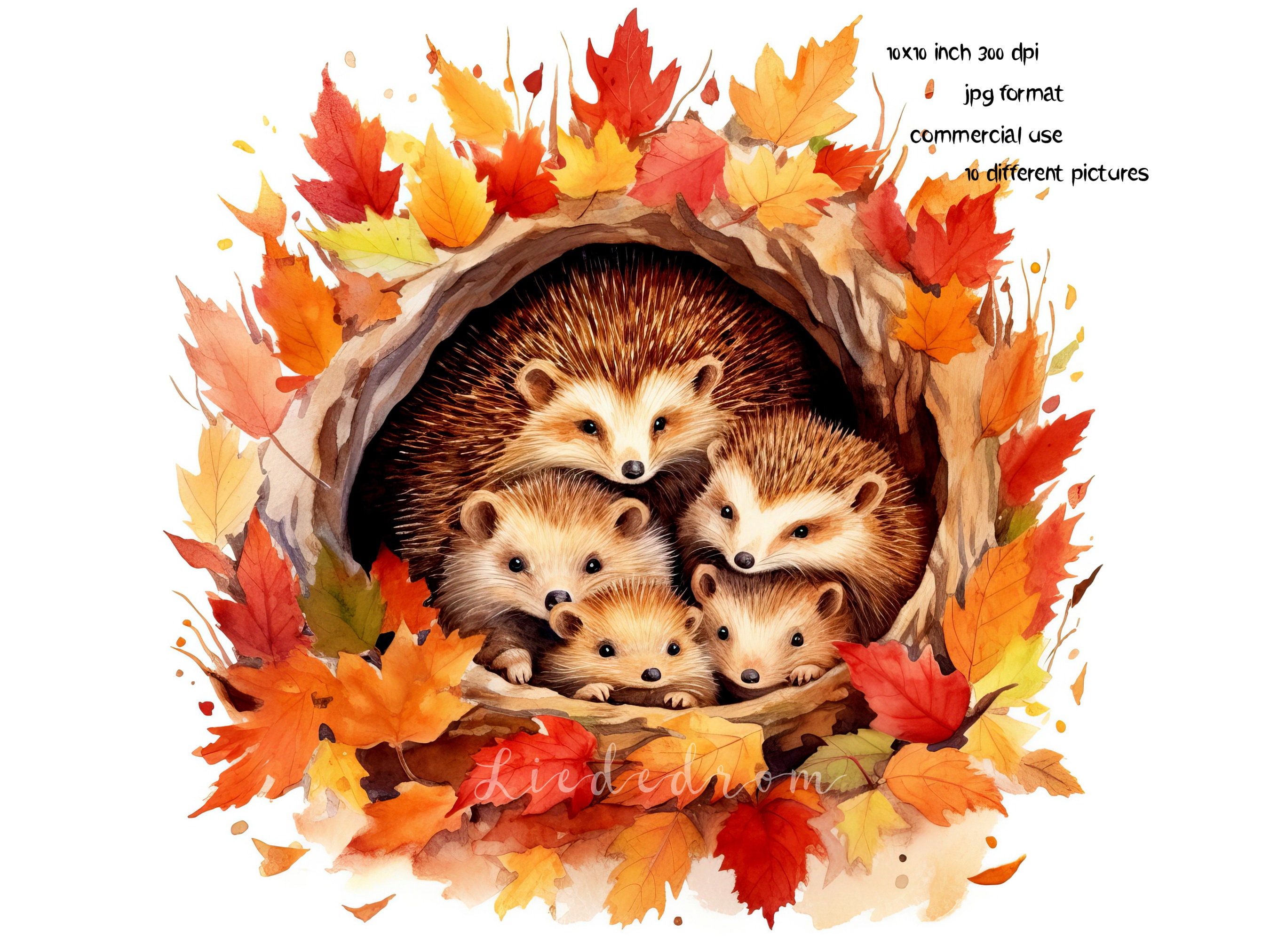 Hedgehog Family Nestled Together Clipart Bundle 10 High - Etsy