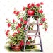 Wooden Step Ladder With Red Roses Clipart Bundle 10 High Quality ...