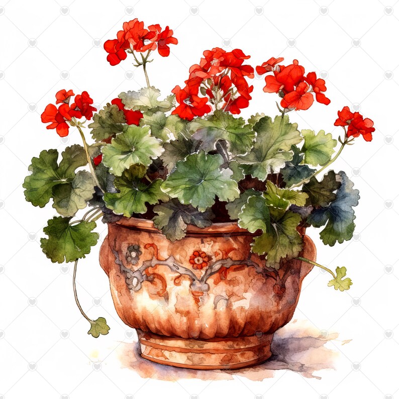 Geraniums in Flower Pot Clipart Bundle 10 High Quality - Etsy