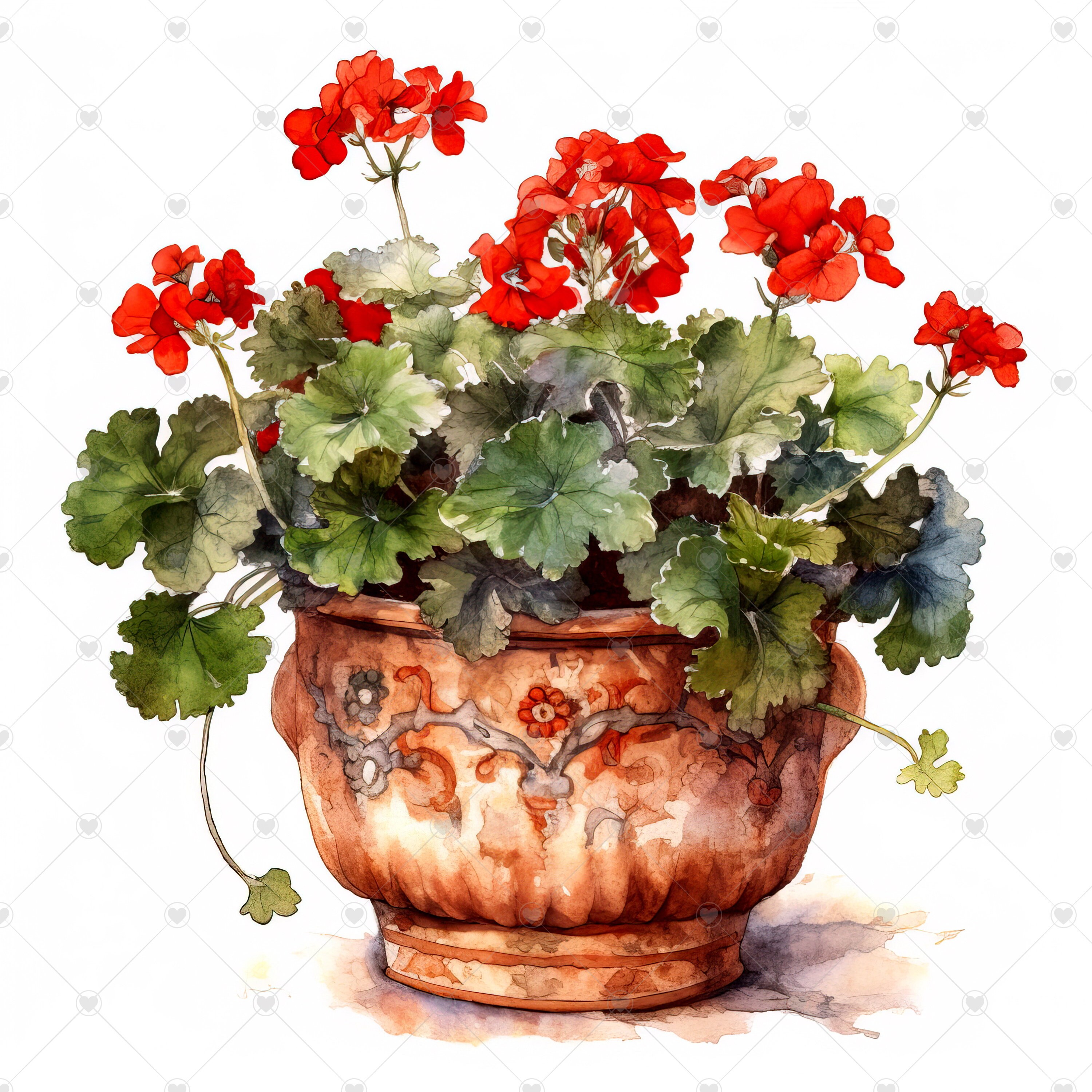 Geraniums in Flower Pot Clipart Bundle 10 High Quality - Etsy