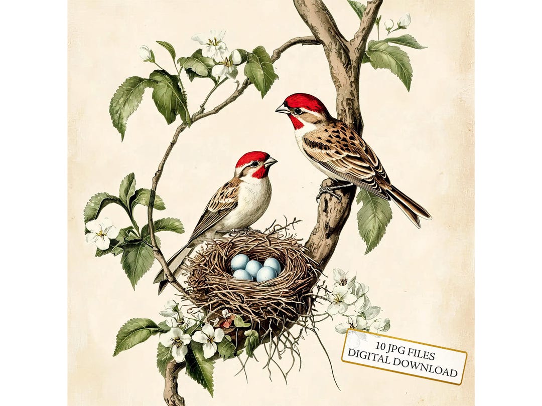 Vintage Red Capped Finch Nest Aged Paper JPG Clipart Bundle- Digital ...