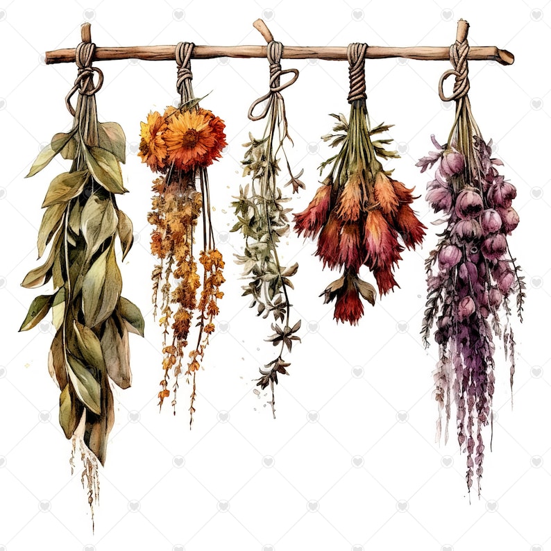 Dried Flowers and Herbs Clipart Bundle 10 High Quality - Etsy