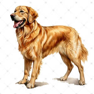 Golden Retriever Dog Clipart Bundle 10 High Quality Watercolor Jpgs Pet ...