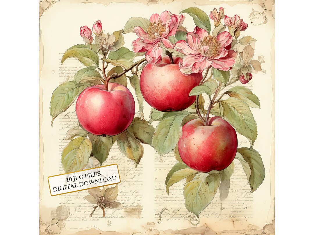 Shabby Chic Apples Clipart Bundle 10 High Quality Watercolor Jpgs Fruit ...
