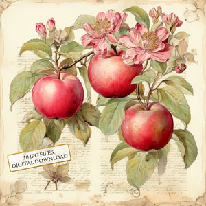 Shabby Chic Apples Clipart Bundle 10 High Quality Watercolor Jpgs Fruit ...