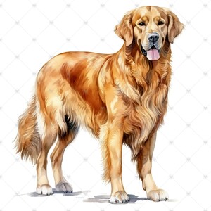 Golden Retriever Dog Clipart Bundle 10 High Quality Watercolor Jpgs Pet ...
