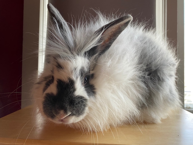 French Angora Spinning Fiber - Etsy
