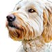 Goldendoodle Portrait, Printable Wall Art, Digital Download, Dog Poster ...