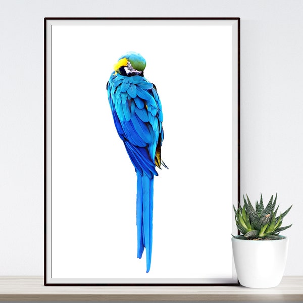Macaw Poster - Etsy